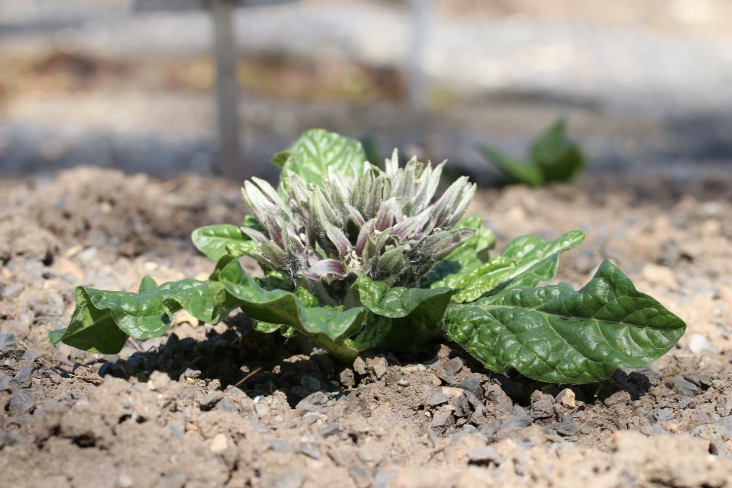 Alraune, Alraunwurzel, Mandragora officinarum - Pflanzen-Infos