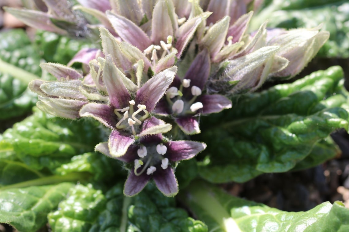 Alraune, Alraunwurzel, Mandragora officinarum - Pflanzen-Infos