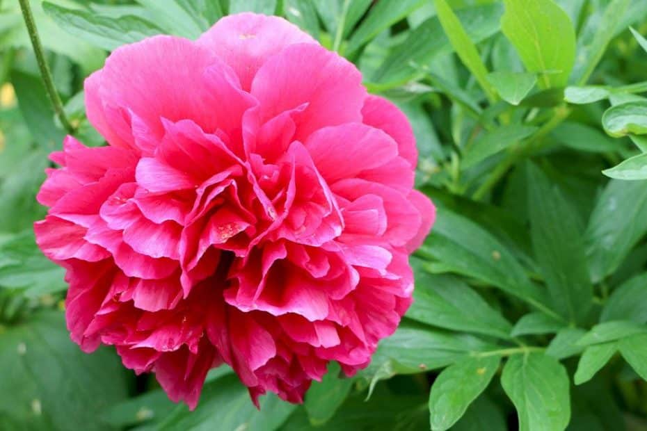 Strauchpfingstrosen, Paeonia suffruticosa richtig pflegen und schneiden
