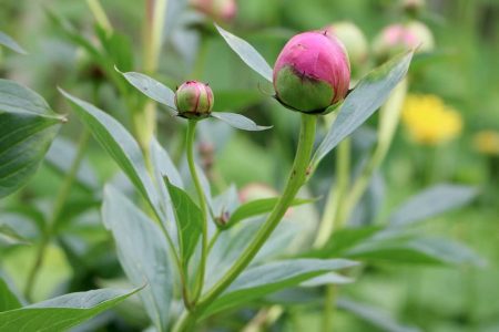 Strauchpfingstrosen, Paeonia suffruticosa richtig pflegen und schneiden