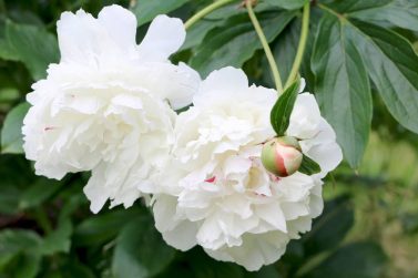 Strauchpfingstrosen, Paeonia suffruticosa richtig pflegen und schneiden