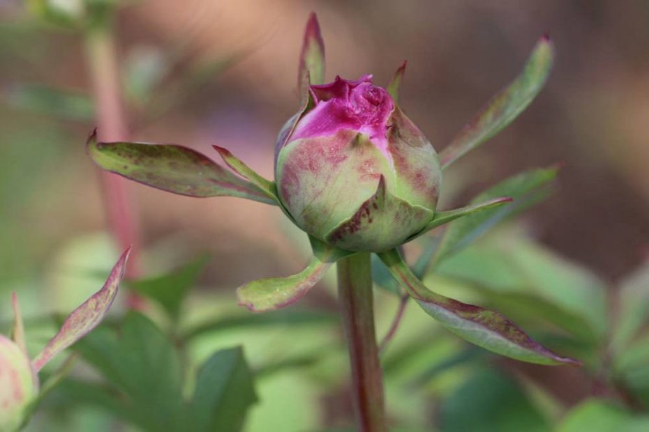 Strauchpfingstrosen, Paeonia suffruticosa richtig pflegen und schneiden