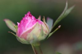 Strauchpfingstrosen, Paeonia suffruticosa richtig pflegen und schneiden
