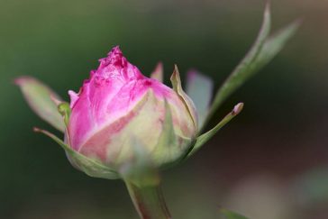 Strauchpfingstrosen, Paeonia suffruticosa richtig pflegen und schneiden