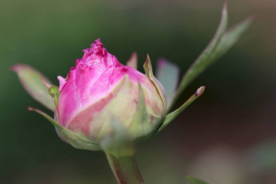Strauchpfingstrosen, Paeonia suffruticosa richtig pflegen und schneiden