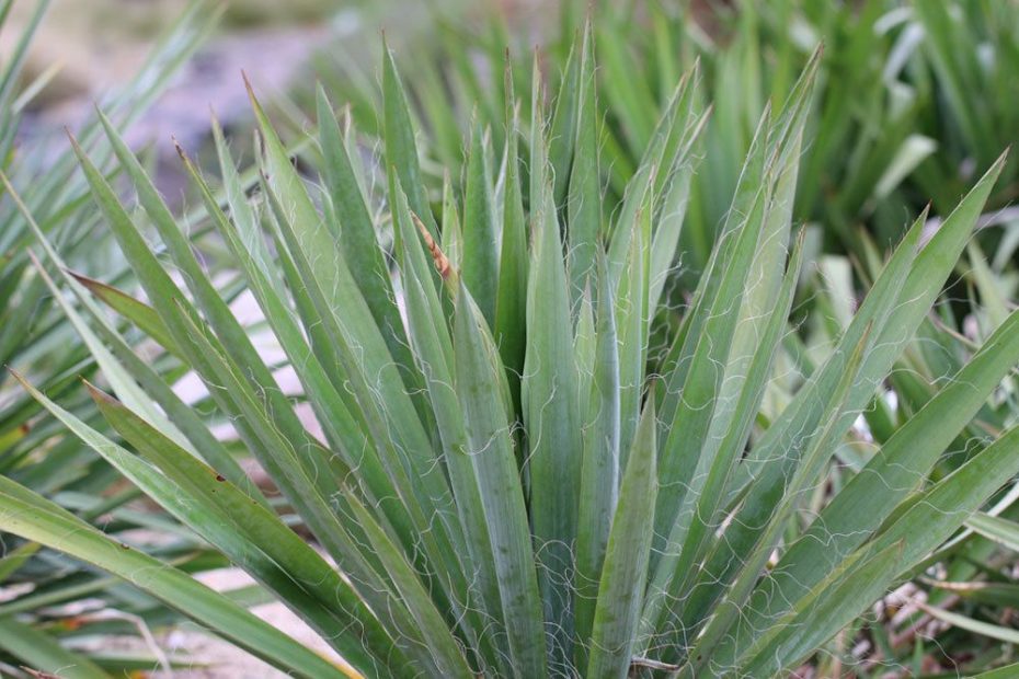 Palmlilie Aus Garten Entfernen