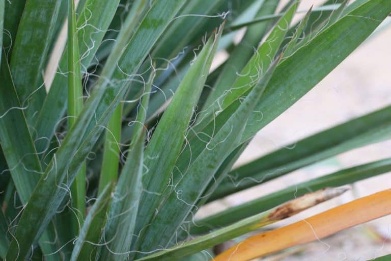 Palmlilie Aus Garten Entfernen