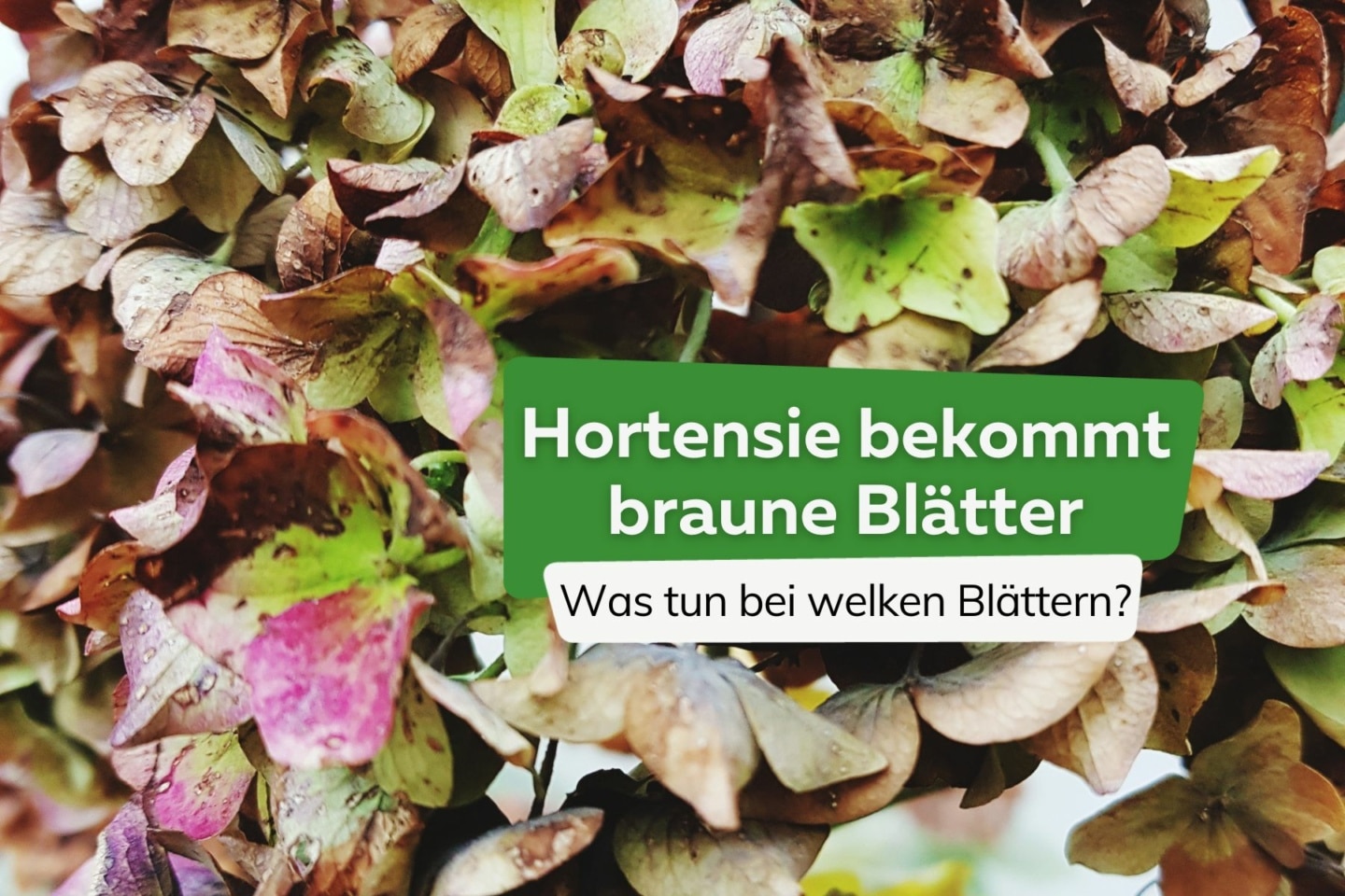 Hortensie Blatter Werden Braun