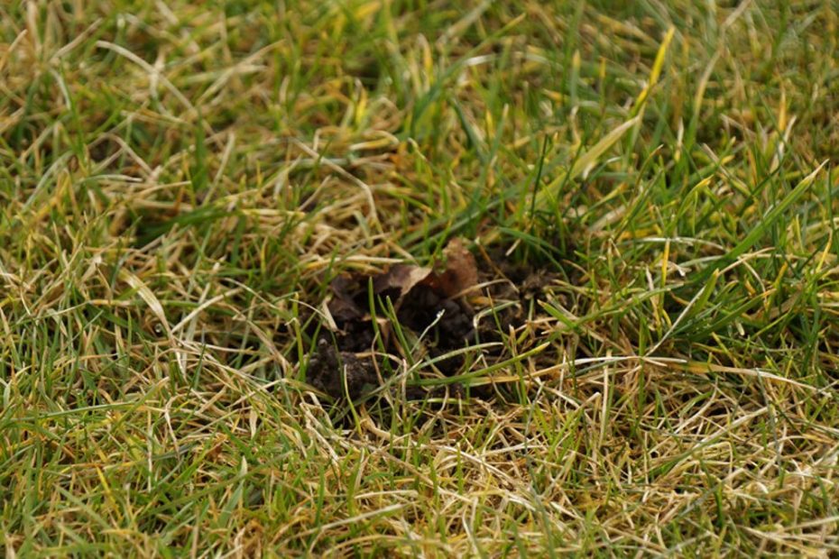 Kleine Löcher im Rasen - welches Tier war es?