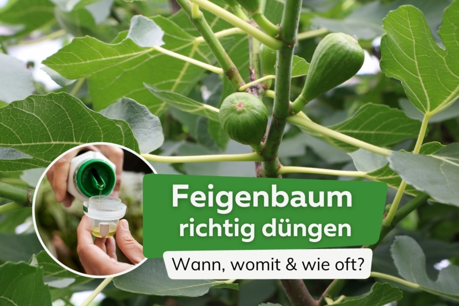 Feigenbaum düngen - womit, wann und wie oft?