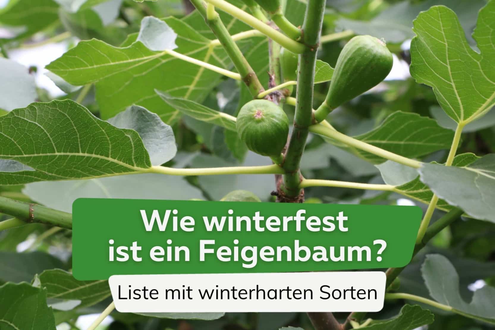 Feigenbaum Im Haus Uberwintern