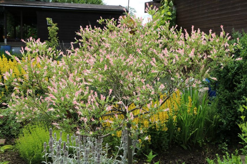 Harlekinweide schneiden - Rückschnitt von Salix integra 'Hakuro Nishiki'