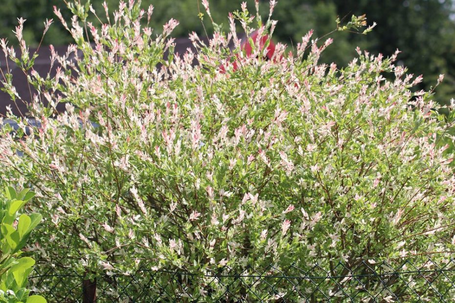 Harlekinweide Falsch Geschnitten