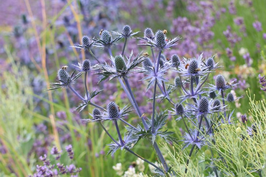 Edeldistel, Mannstreu, Eryngium agavifolium - Pflege-Anleitung