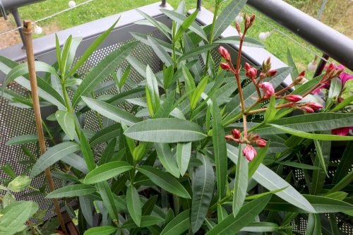 Wie Giftig Ist Oleander
