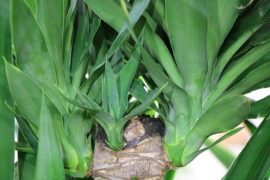 Yucca-Palme vermehren durch Ableger und Stecklinge: Anleitung