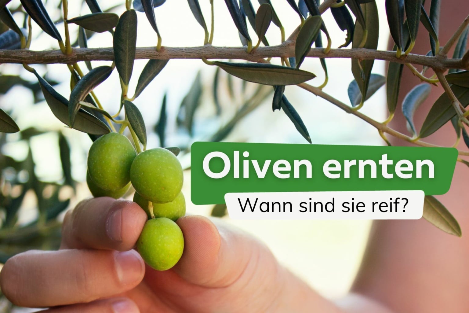 Wann Sind Oliven Reif