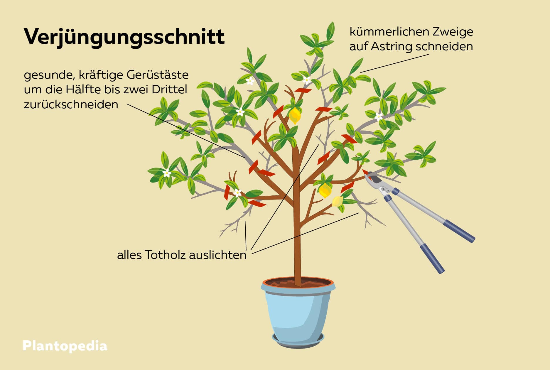 Fabelhafte Zitronenbaum Schneiden Herbst Ebenbild