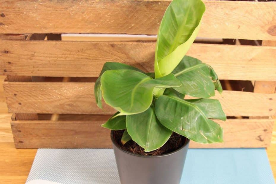 Bananen aus Samen züchten – Anleitung | Wie sehen Bananensamen aus?