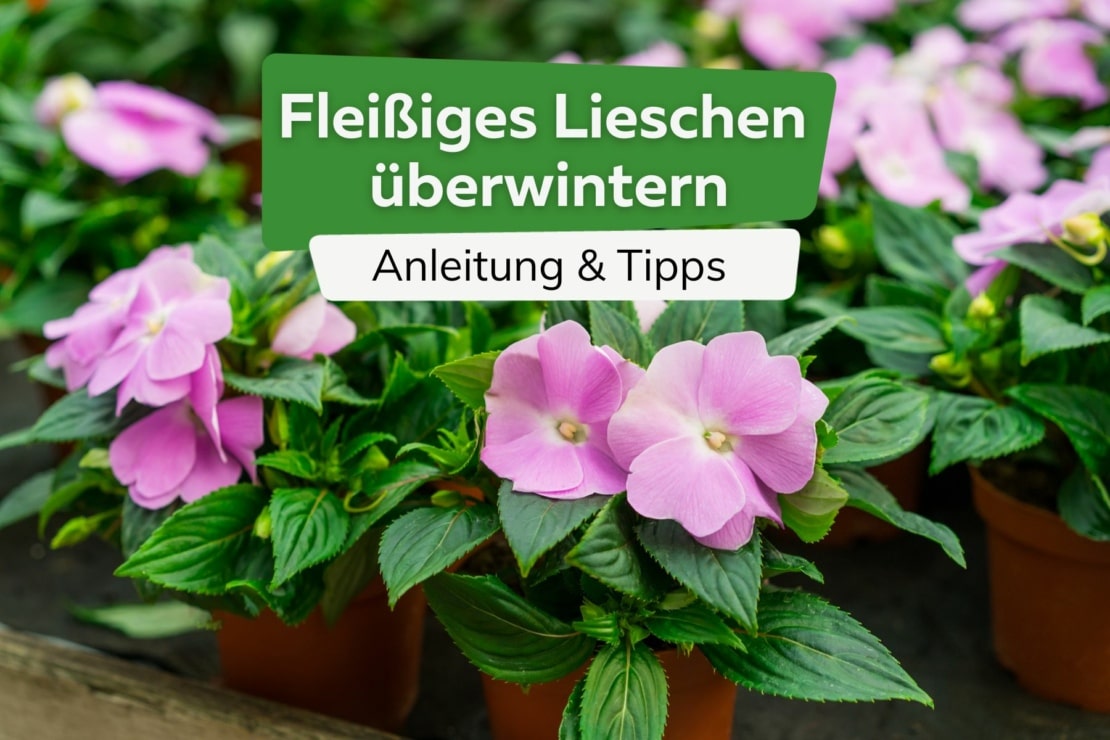 Fleißiges Lieschen überwintern: so übersteht es den Winter