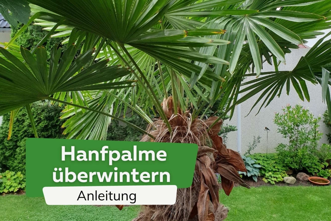 Berwintern Von Hanfpalmen