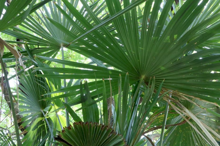Blten Der Hanfpalme