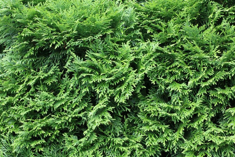 Thuja Hecke Zu Stark Geschnitten