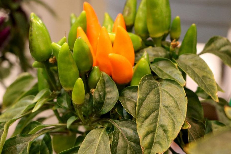 Chili Uberwintern Zuruckschneiden