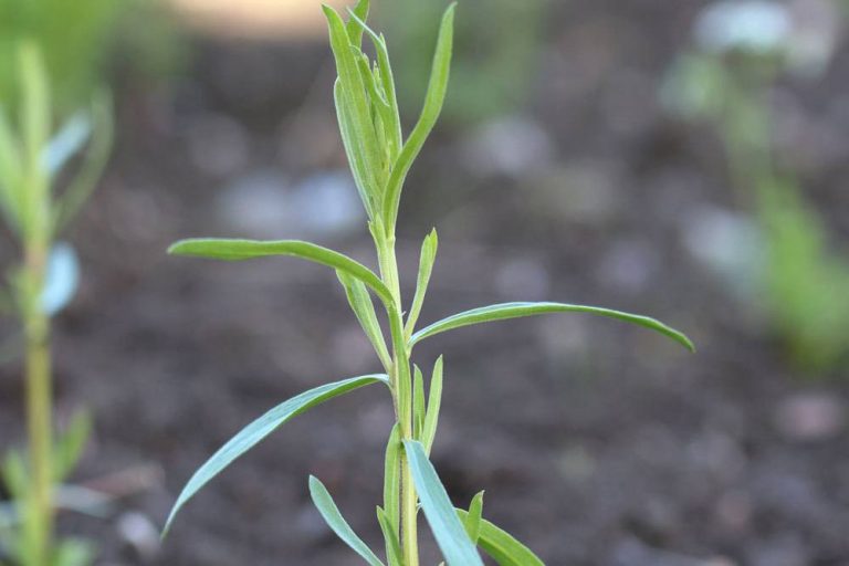 Estragon, Artemisia dracunculus: Pflege-Anleitung