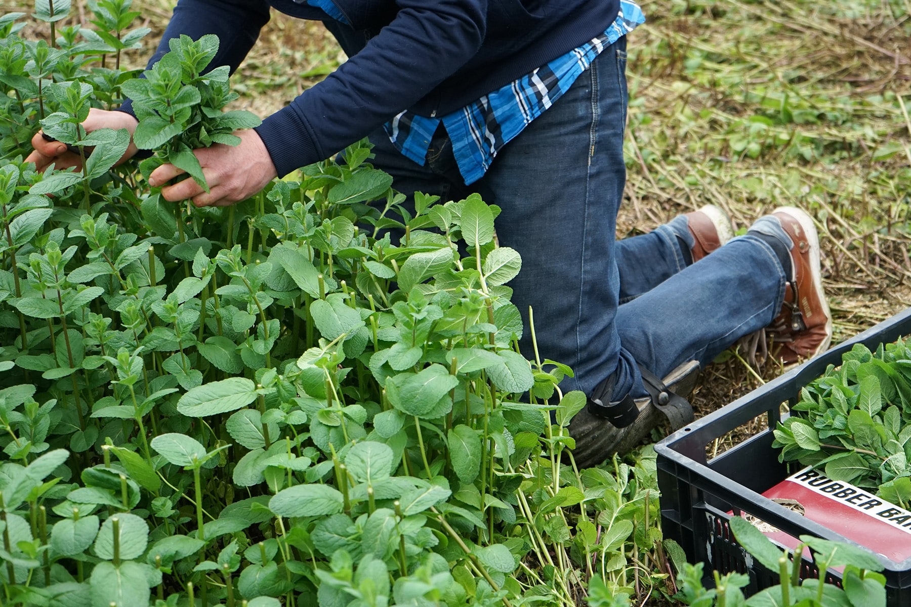Minze ernten: Pfefferminze pflücken und konservieren