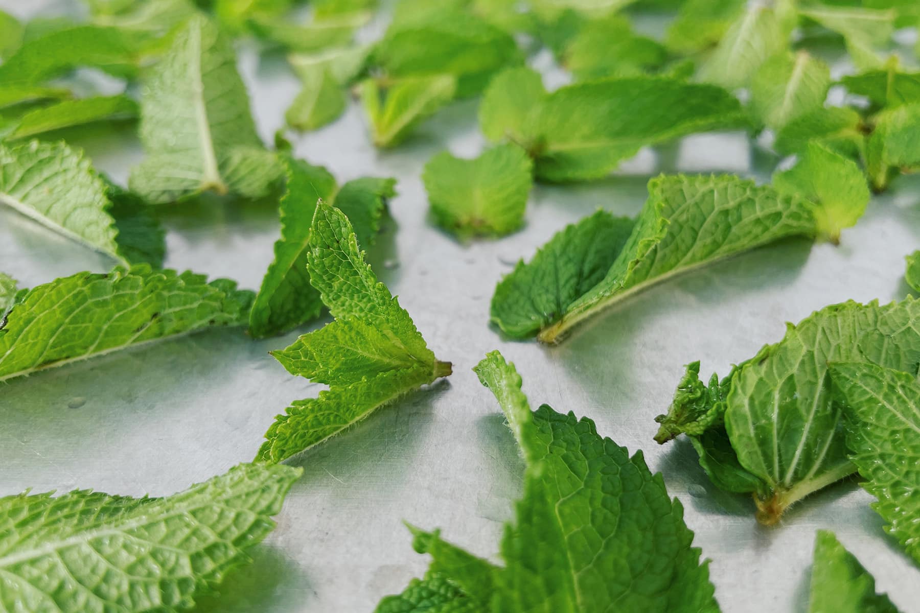 Minze ernten: Pfefferminze pflücken und konservieren