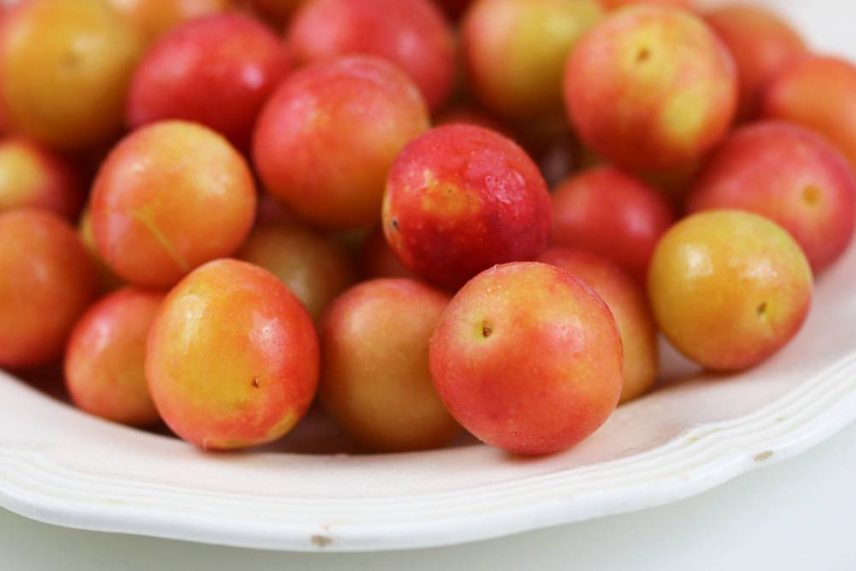 Mirabellen ernten: wann ist die beste Erntezeit?