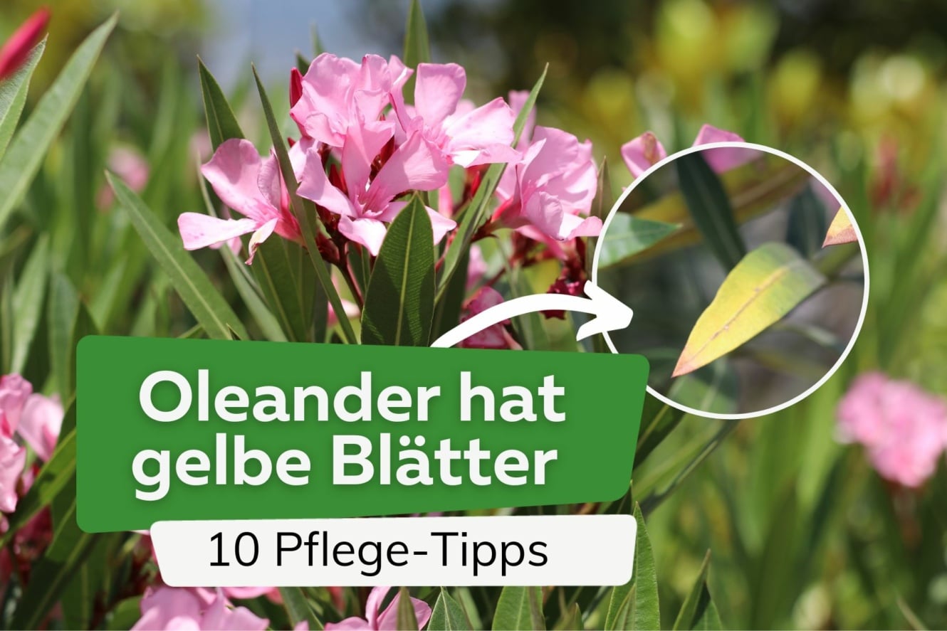 Oleander Gelbe Bltter Entfernen