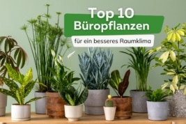 Top 10 Büropflanzen für ein besseres Raumklima