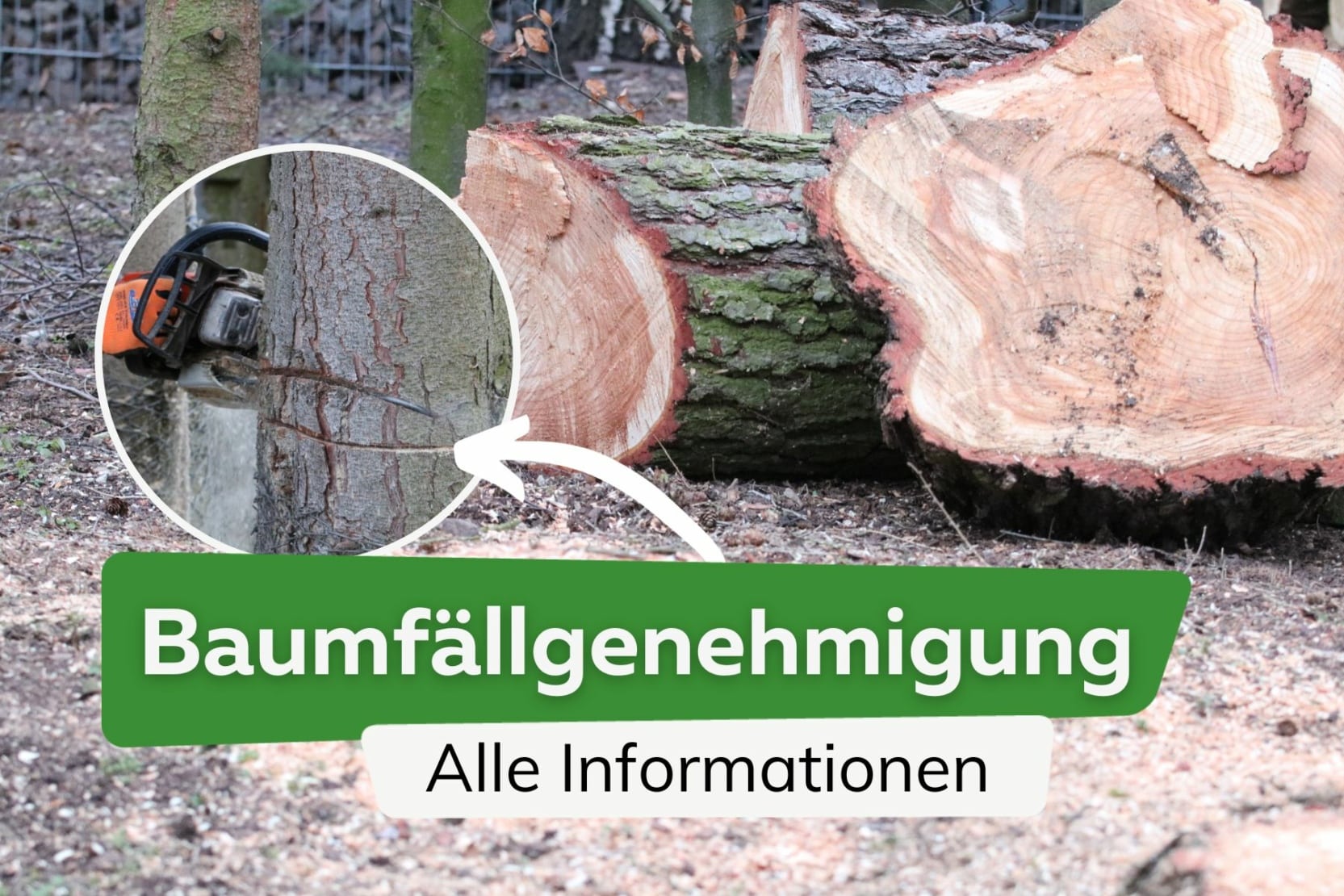 Welche Baume Darf Man Fallen Ohne Genehmigung