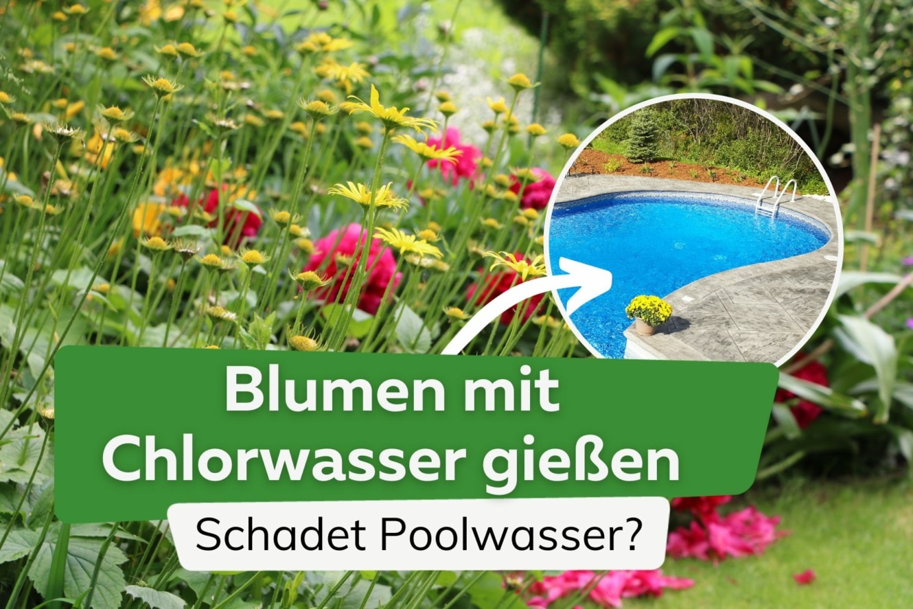 Chlorwasser Auf Rasen