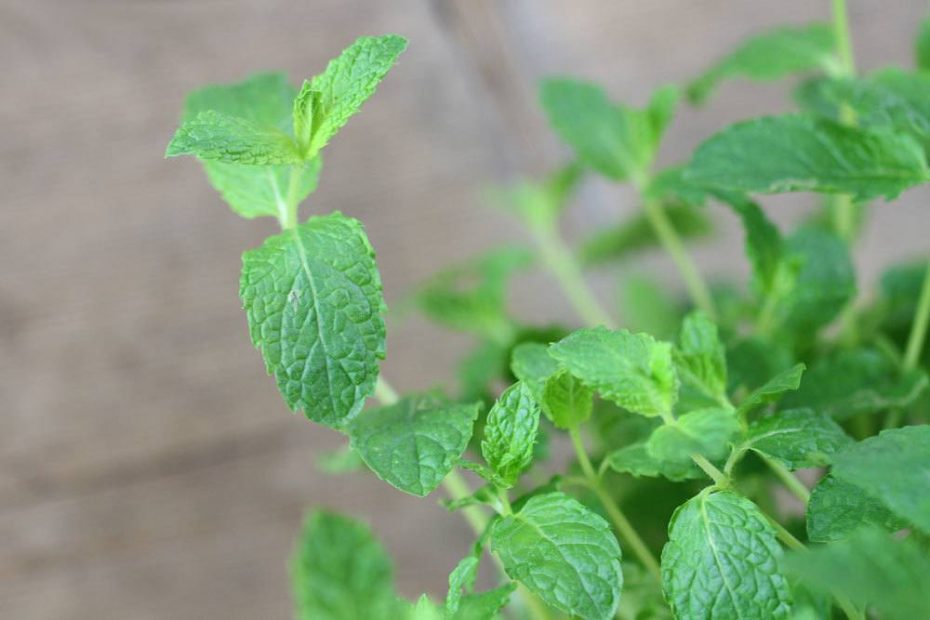 Minze ernten: Pfefferminze pflücken und konservieren