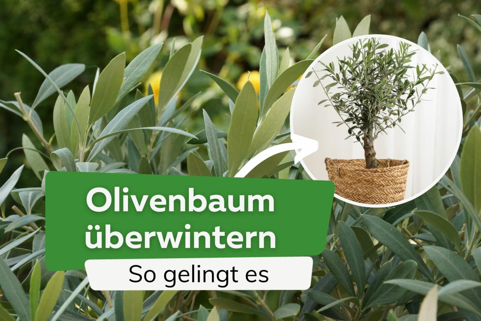 Olivenbaum Drinnen Uberwintern