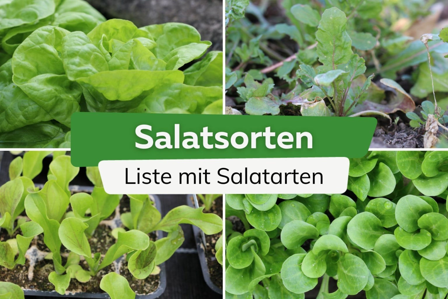 Salatsorten: Liste aller Sorten mit Namen - Salatarten