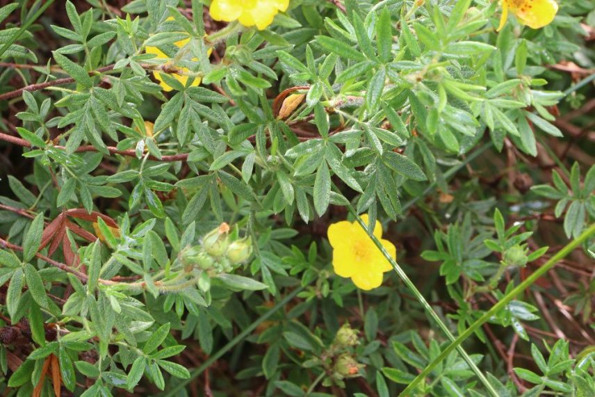 Fingerstrauch, Fünffingerstrauch, Potentilla - Anleitung zur Pflege