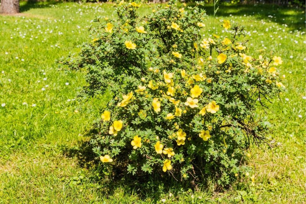 Fingerstrauch, Fünffingerstrauch, Potentilla - Anleitung zur Pflege
