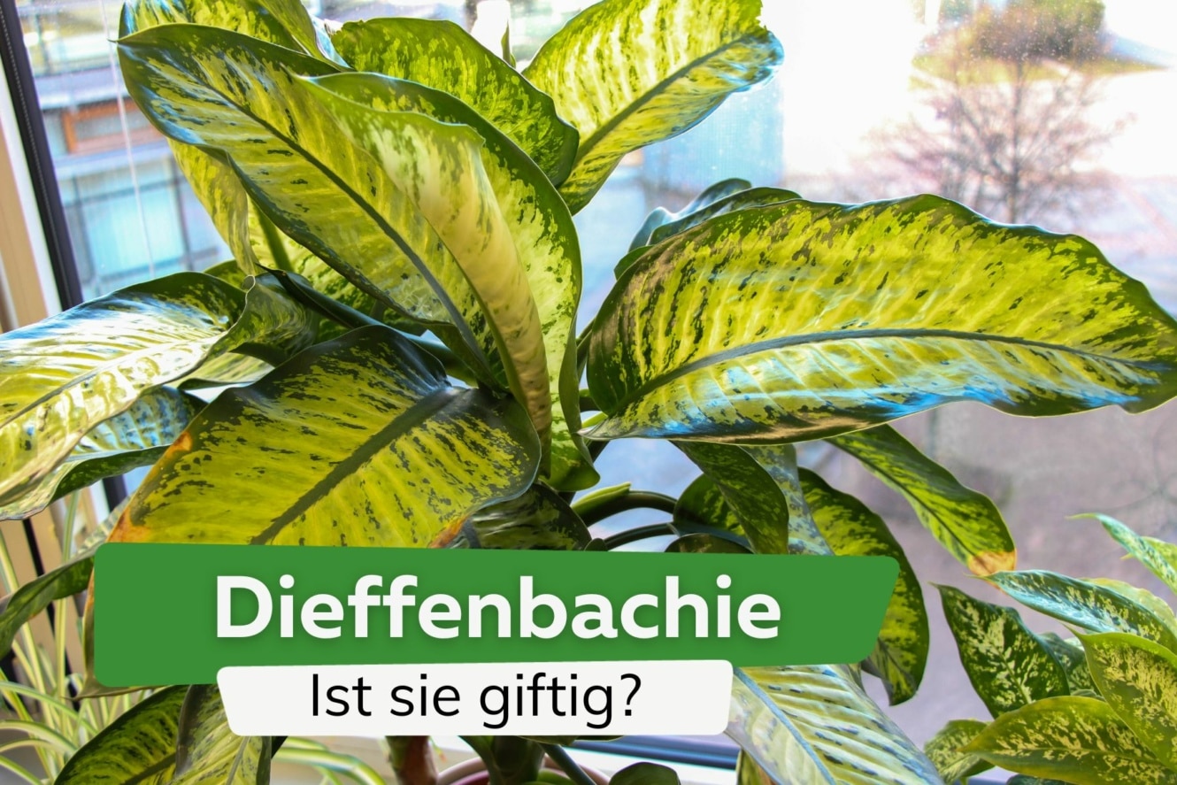 Dieffenbachia Giftig Symptome