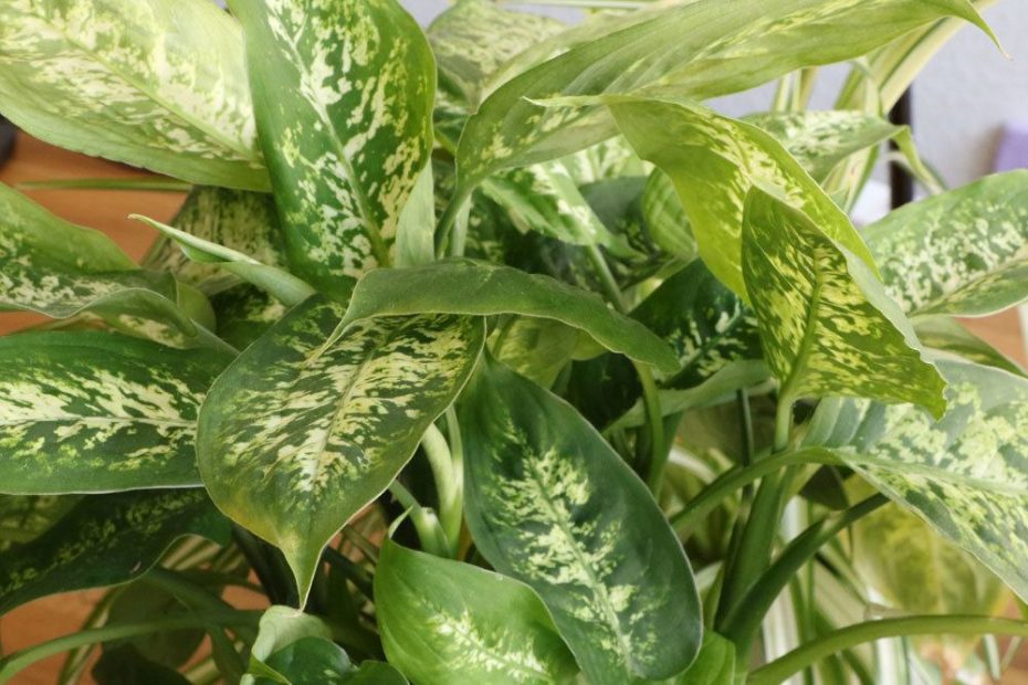 Dieffenbachia Giftig Symptome