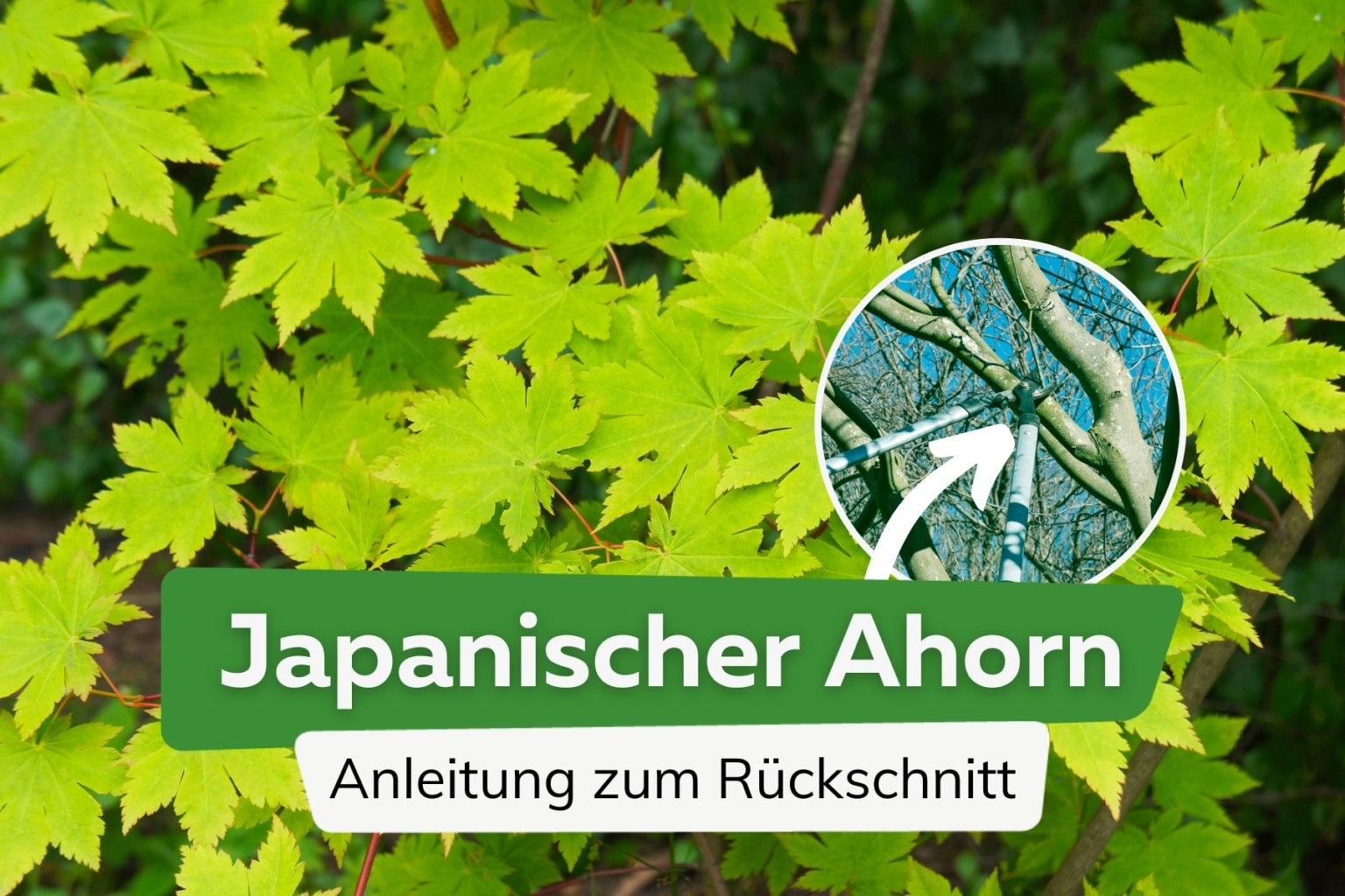 Japanischen Ahorn Schneiden