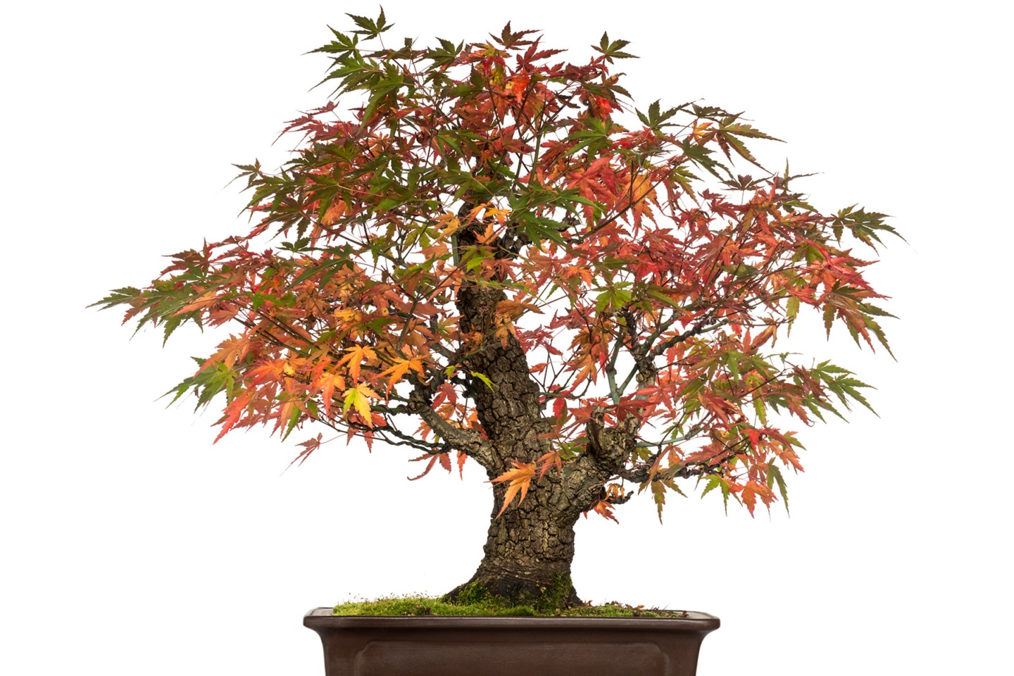 Japanischer Ahorn Als Bonsai