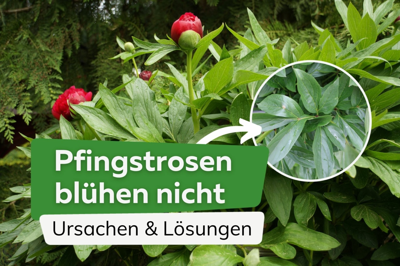Pfingstrosen Braune Blatter