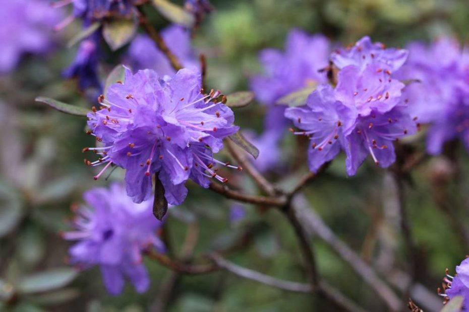 Rhododendron Bluht Nicht