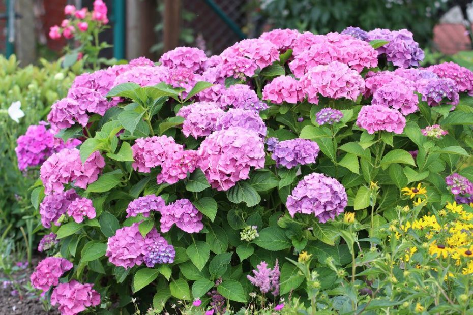 Pflege Hydrangea Macrophylla