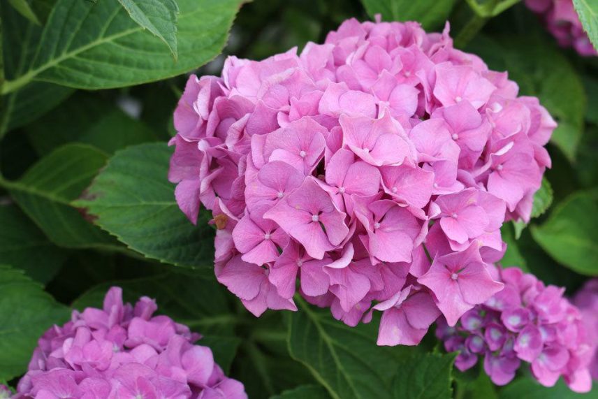Pflege Hydrangea Macrophylla