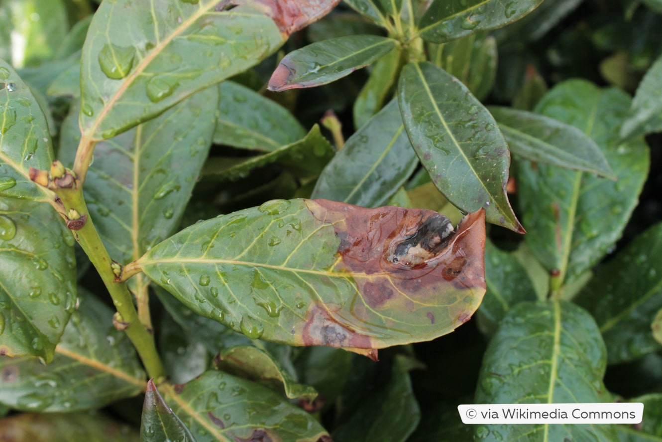 Stilvolle Kirschlorbeer Braune Blatter Zuviel Wasser Bilder